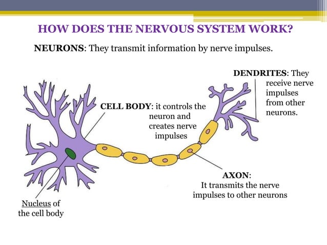 UNIT 1. INTERACTION | PPTX | Brain and Nervous System Disorders | Diseases and Conditions