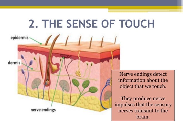 UNIT 1. INTERACTION | PPTX | Brain and Nervous System Disorders | Diseases and Conditions