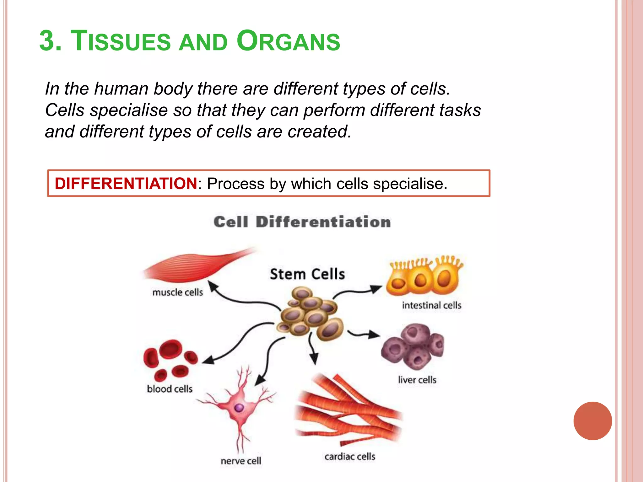 Unit1: Organisation of Human Body | PPTX