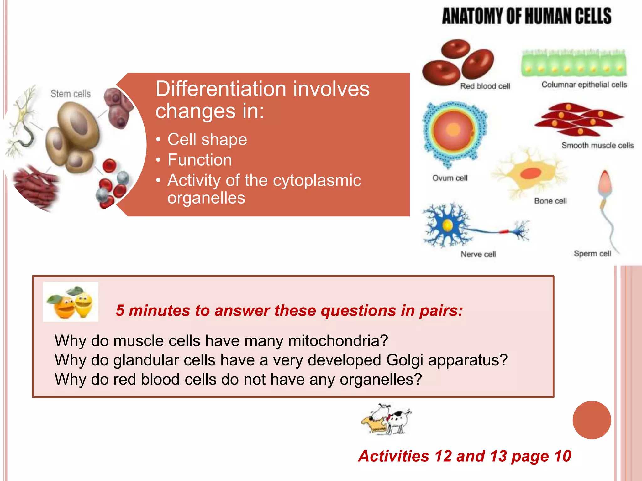 Unit1: Organisation of Human Body | PPTX