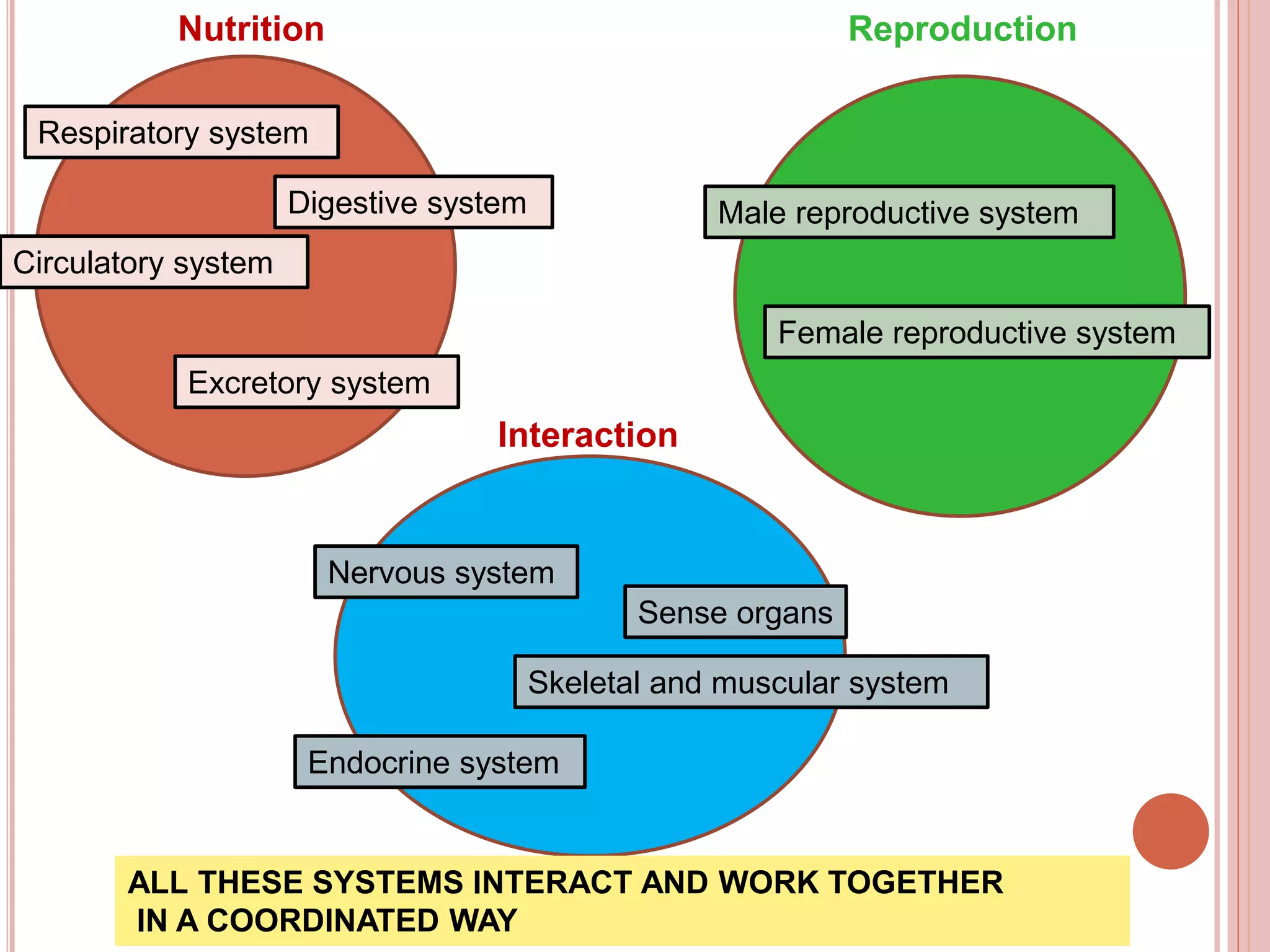 Unit1: Organisation of Human Body | PPTX