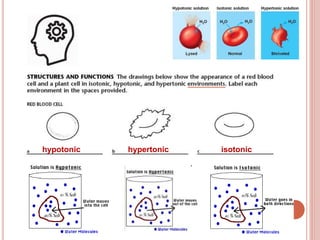 Unit1: Organisation of Human Body | PPTX