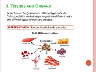 Unit1: Organisation of Human Body | PPTX