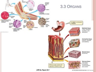 Unit1: Organisation of Human Body | PPTX