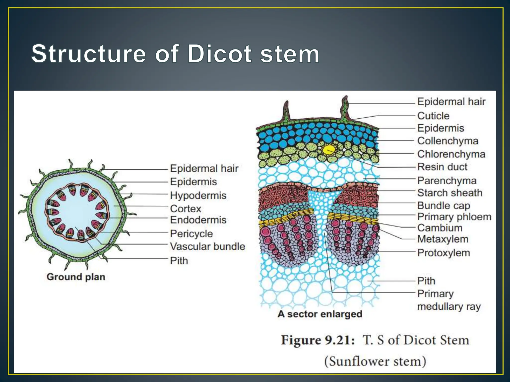 Unit1 part 1 (1).pptx dicot anatomy in which it will show the ...