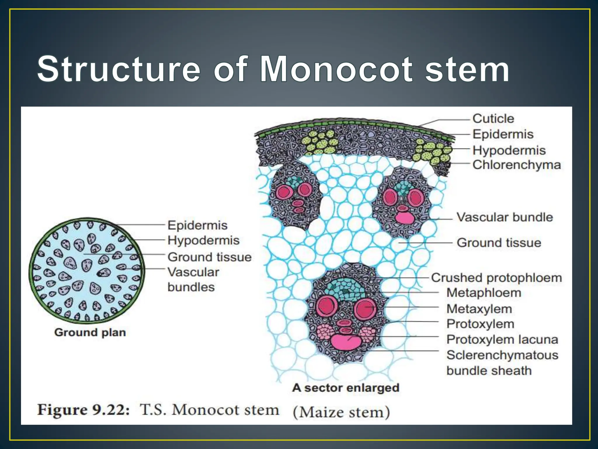 Unit1 part 1 (1).pptx dicot anatomy in which it will show the anatomical structures of stem or ...