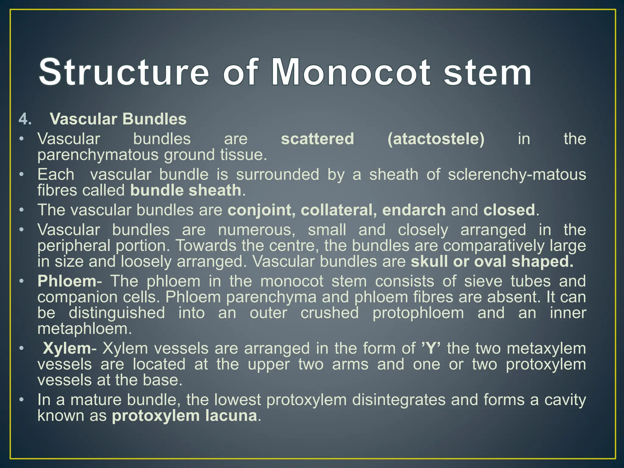 Unit1 part 1 (1).pptx dicot anatomy in which it will show the anatomical structures of stem or ...