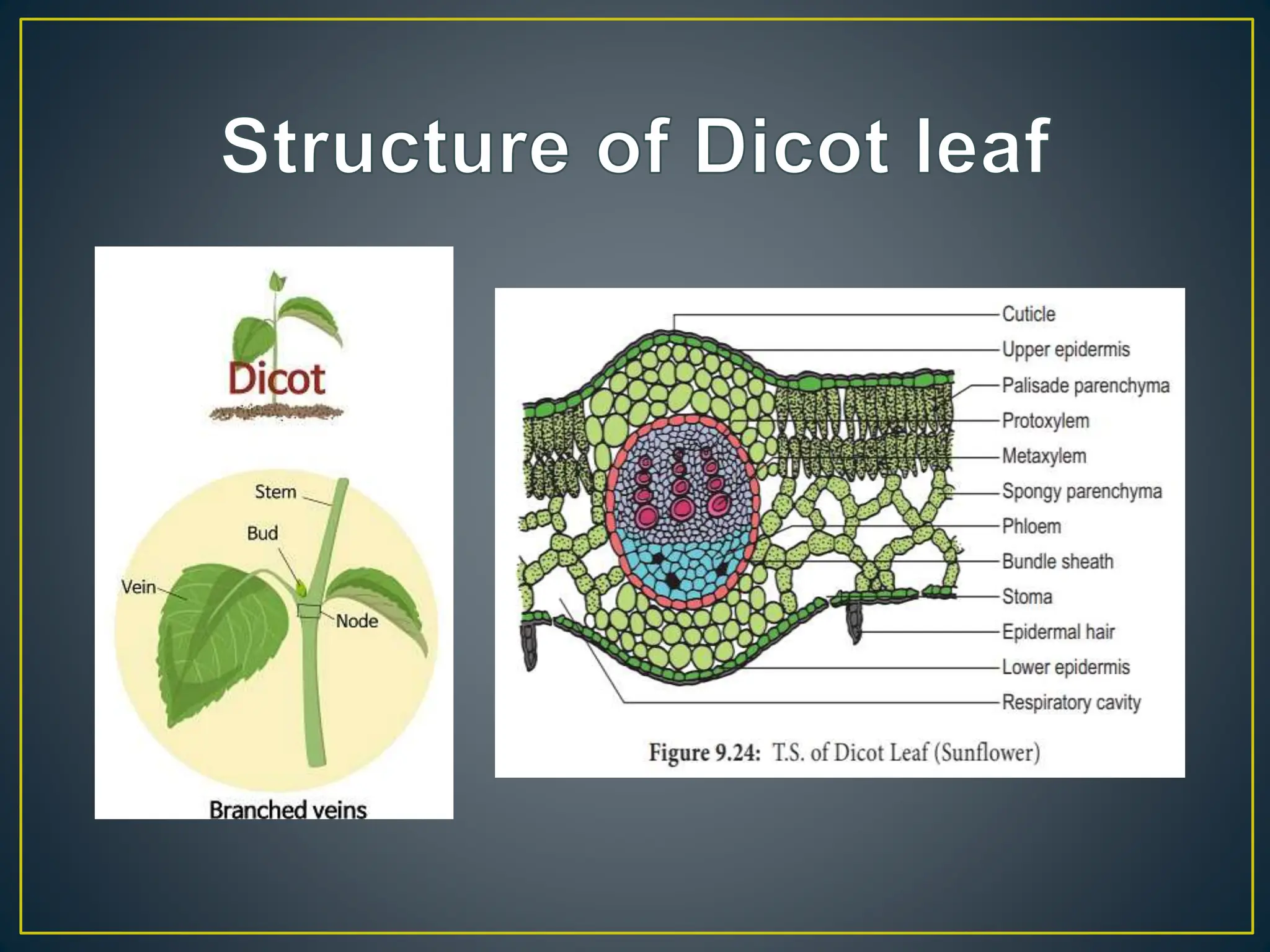 Unit1 part 1 (1).pptx dicot anatomy in which it will show the anatomical structures of stem or ...