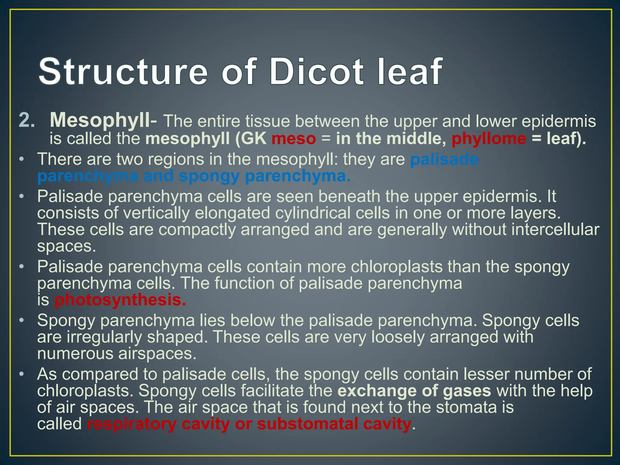Unit1 part 1 (1).pptx dicot anatomy in which it will show the anatomical structures of stem or ...