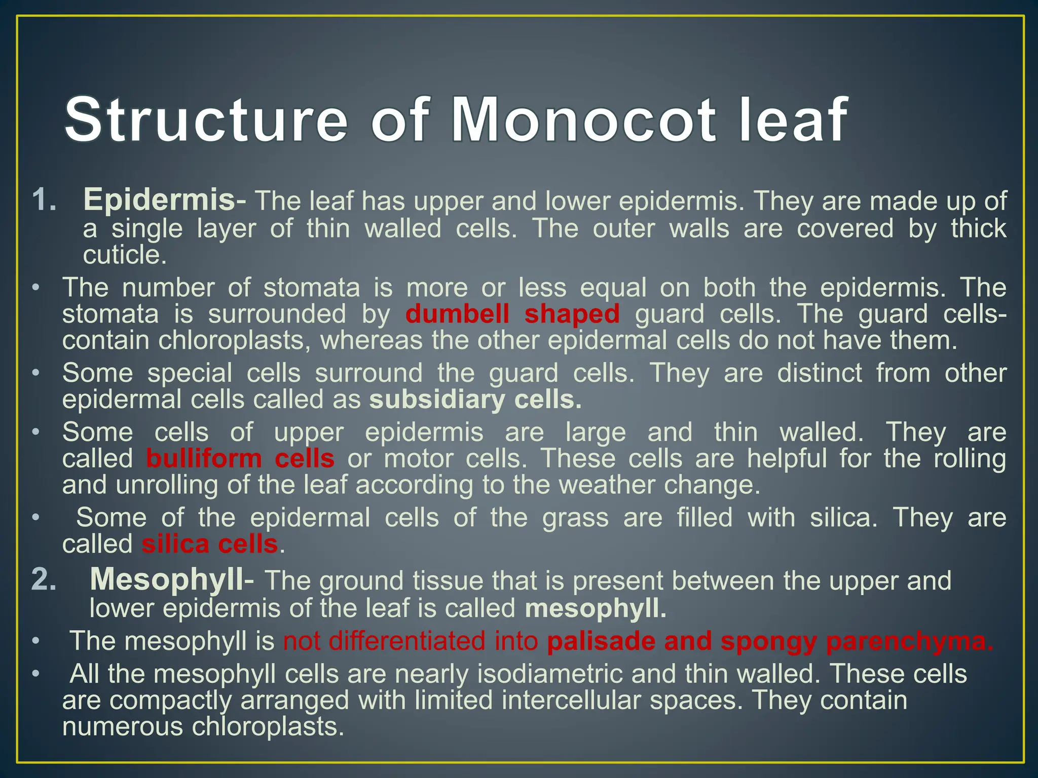 Unit1 part 1 (1).pptx dicot anatomy in which it will show the anatomical structures of stem or ...