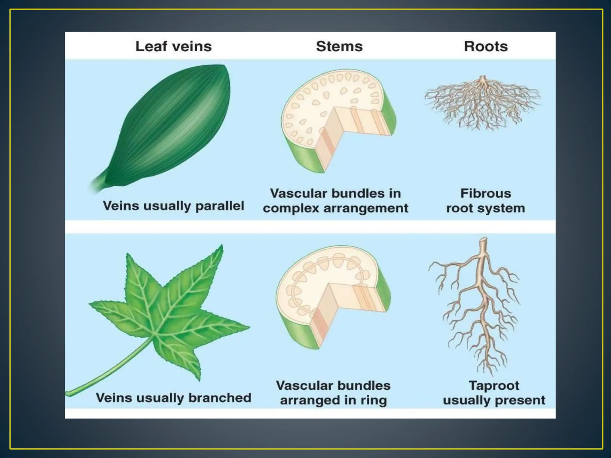 Unit1 part 1 (1).pptx dicot anatomy in which it will show the anatomical structures of stem or ...