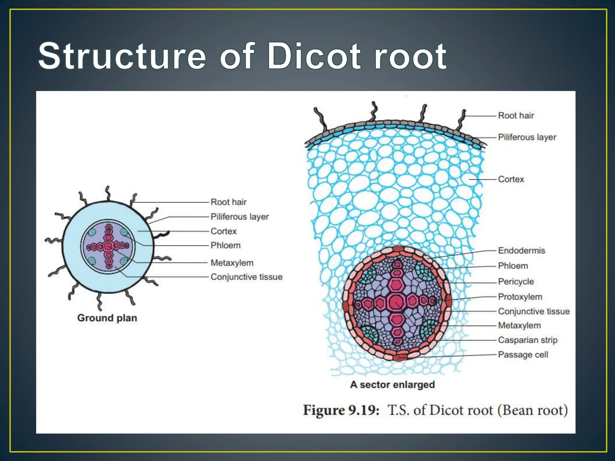 Unit1 part 1 (1).pptx dicot anatomy in which it will show the ...