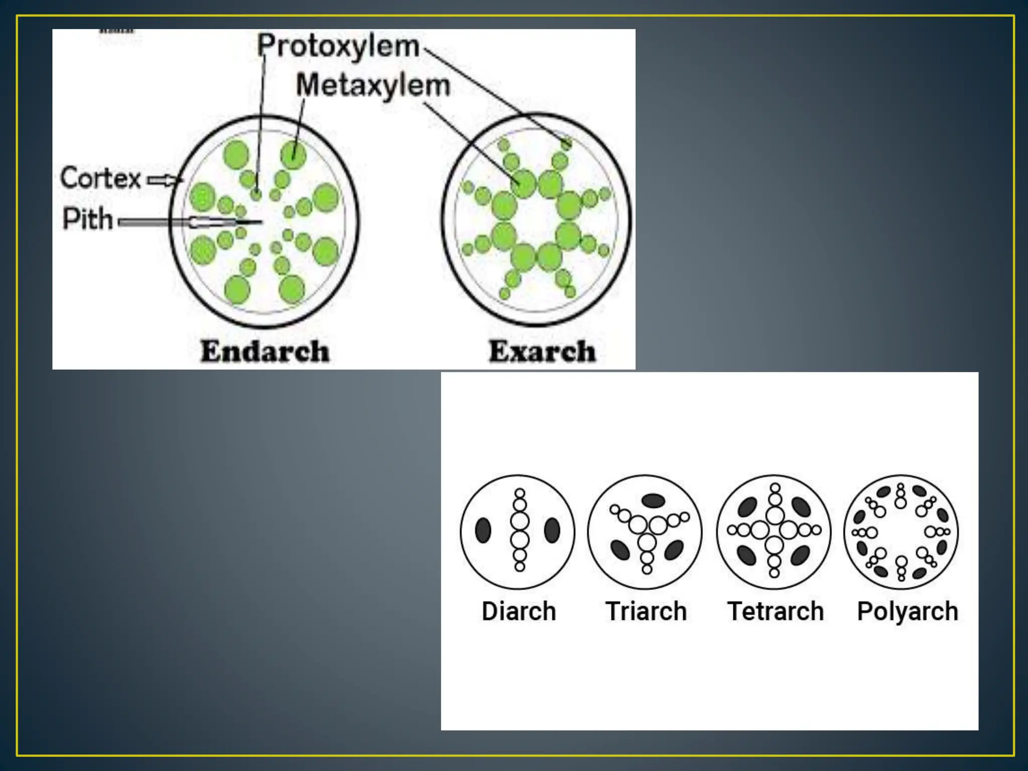 Unit1 part 1 (1).pptx dicot anatomy in which it will show the anatomical structures of stem or ...