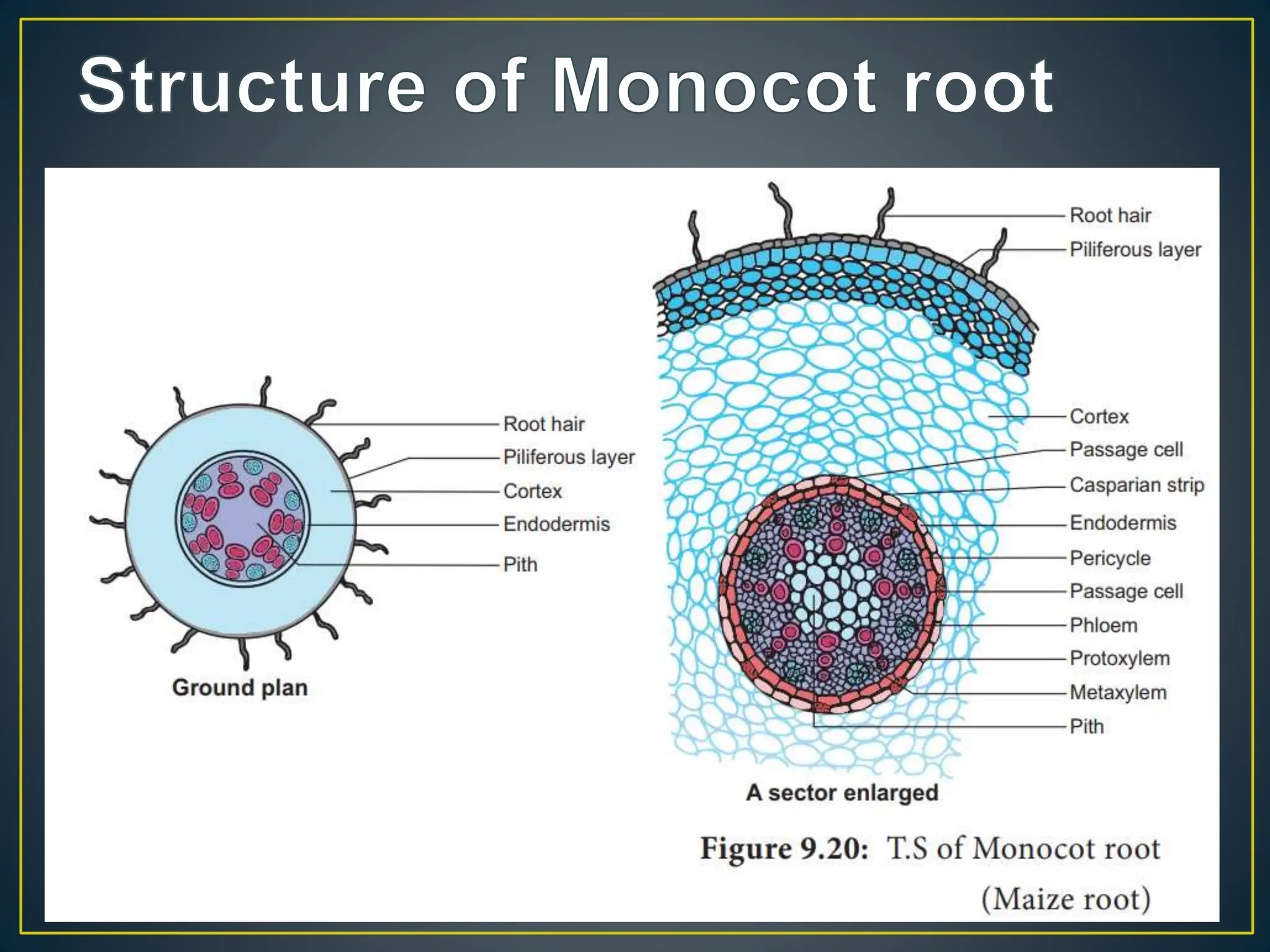 Unit1 part 1 (1).pptx dicot anatomy in which it will show the anatomical structures of stem or ...