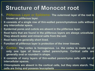 Unit1 part 1 (1).pptx dicot anatomy in which it will show the ...