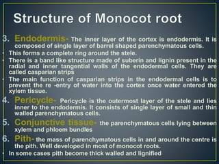 Unit1 part 1 (1).pptx dicot anatomy in which it will show the ...