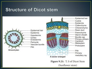 Unit1 part 1 (1).pptx dicot anatomy in which it will show the anatomical structures of stem or ...