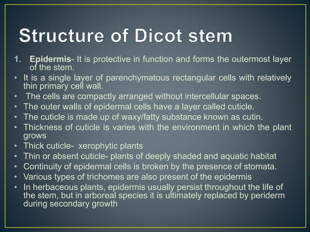 Unit1 part 1 (1).pptx dicot anatomy in which it will show the anatomical structures of stem or ...