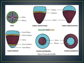 Unit1 part 1 (1).pptx dicot anatomy in which it will show the ...