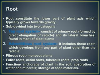 Unit1 part 1 (1).pptx dicot anatomy in which it will show the ...