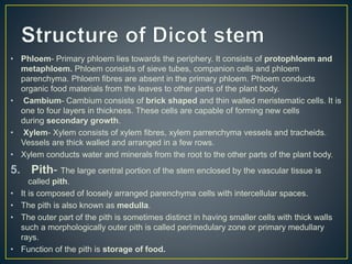 Unit1 part 1 (1).pptx dicot anatomy in which it will show the ...