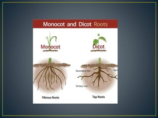 Unit1 part 1 (1).pptx dicot anatomy in which it will show the anatomical structures of stem or ...