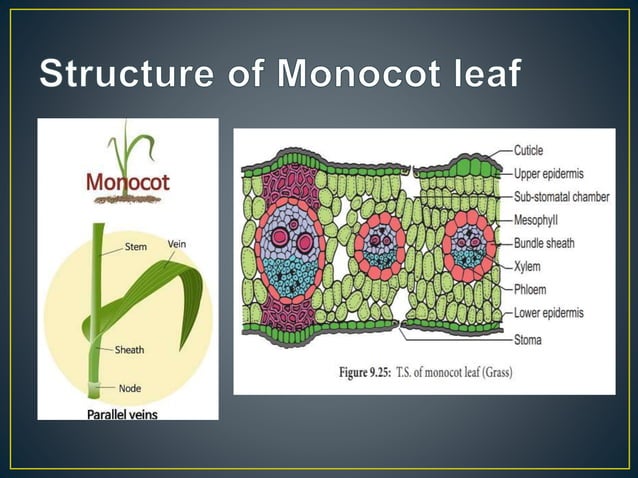 Unit1 part 1 (1).pptx dicot anatomy in which it will show the anatomical structures of stem or ...