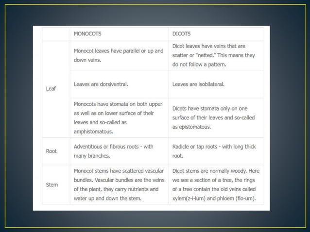 Unit1 part 1 (1).pptx dicot anatomy in which it will show the anatomical structures of stem or ...