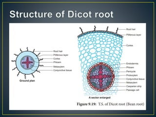 Unit1 part 1 (1).pptx dicot anatomy in which it will show the ...