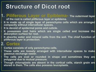 Unit1 part 1 (1).pptx dicot anatomy in which it will show the ...
