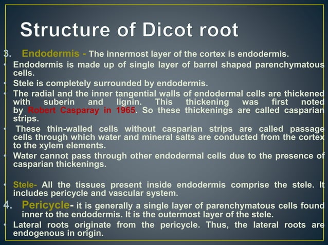 Unit1 part 1 (1).pptx dicot anatomy in which it will show the anatomical structures of stem or ...