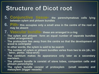 Unit1 part 1 (1).pptx dicot anatomy in which it will show the ...