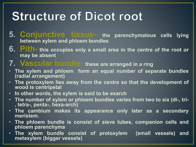 Unit1 part 1 (1).pptx dicot anatomy in which it will show the anatomical structures of stem or ...