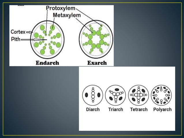 Unit1 part 1 (1).pptx dicot anatomy in which it will show the anatomical structures of stem or ...