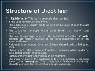 Unit1 part 1 (1).pptx dicot anatomy in which it will show the anatomical structures of stem or ...