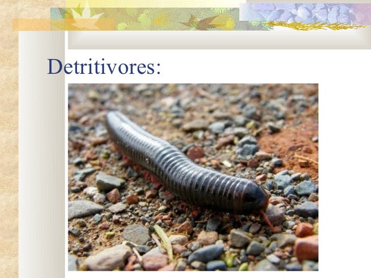 Detrivore Examples