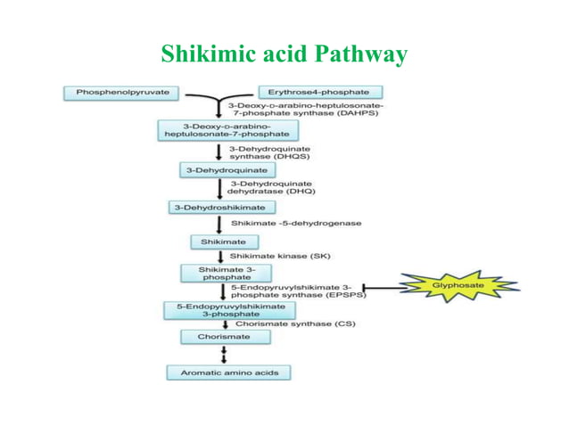 Biosynthetic pathways of secondary metabolites | PPTX | Chemistry | Science