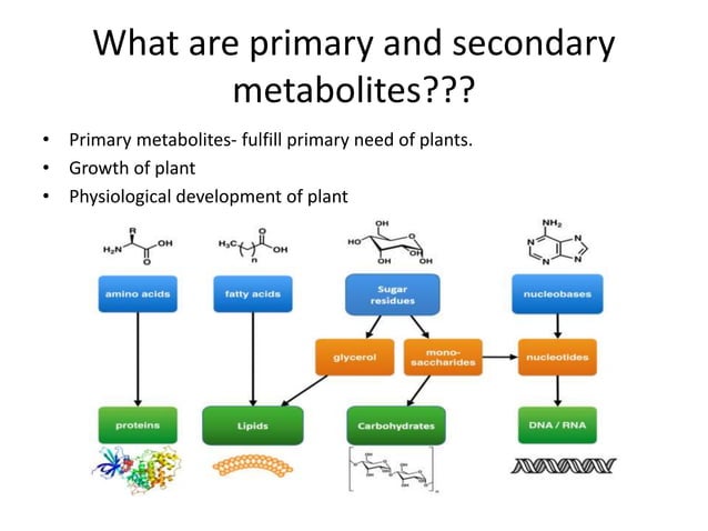 Biosynthetic pathways of secondary metabolites | PPTX | Chemistry | Science