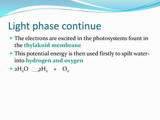 Unit 1 photosynthesis rvoo | PPTX | Biological Sciences | Science
