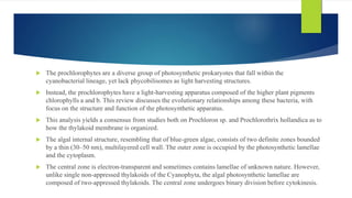 introduction to algae - ppt | PPTX