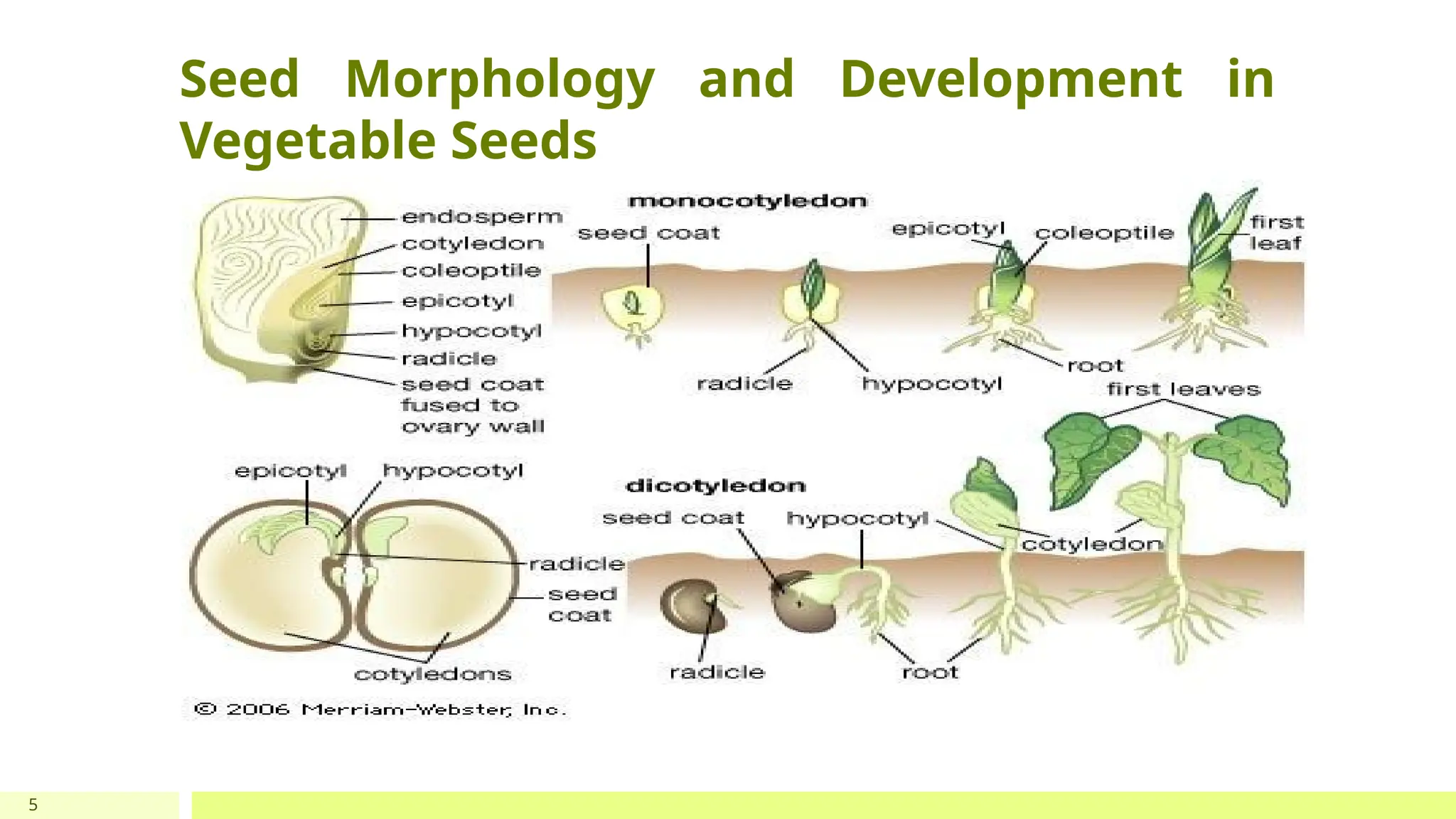 PRINCIPLES AND TECHNIQUES IN VEGETABLE SEED PRODUCTION (Unit 1).pptx