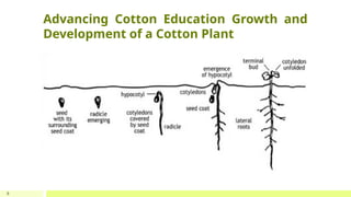 PRINCIPLES AND TECHNIQUES IN VEGETABLE SEED PRODUCTION (Unit 1).pptx