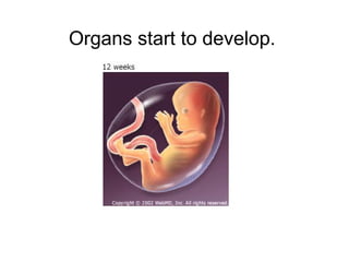 Unit 1 reproductive system | PPT