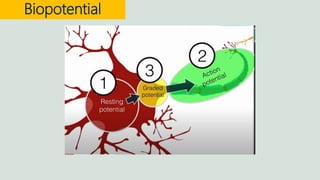 MEDICAL ELECTRONICS_EC8073_Unit 1 session 2 | PPT
