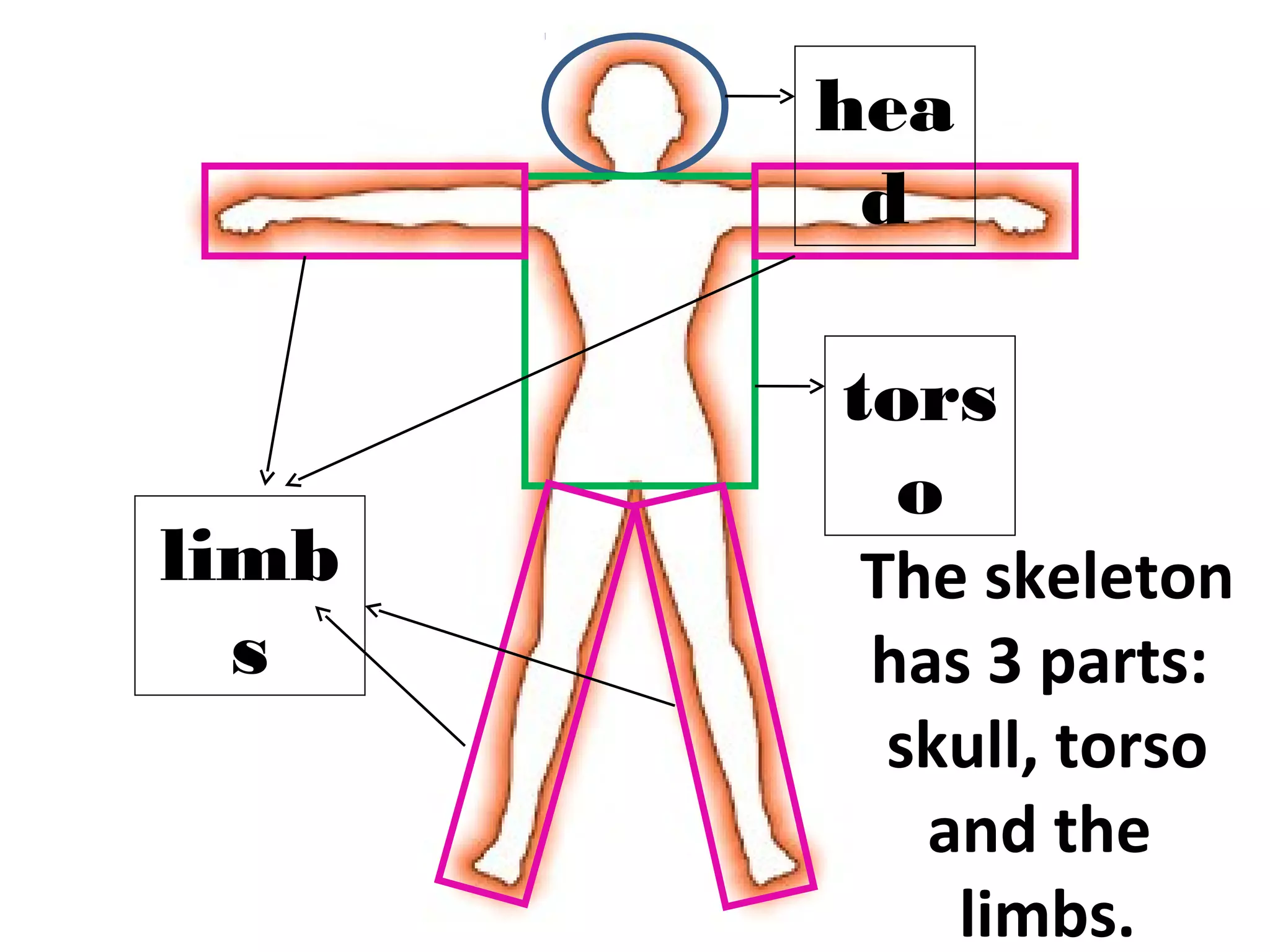 Unit 1 skeleton, joints and muscles | PPT