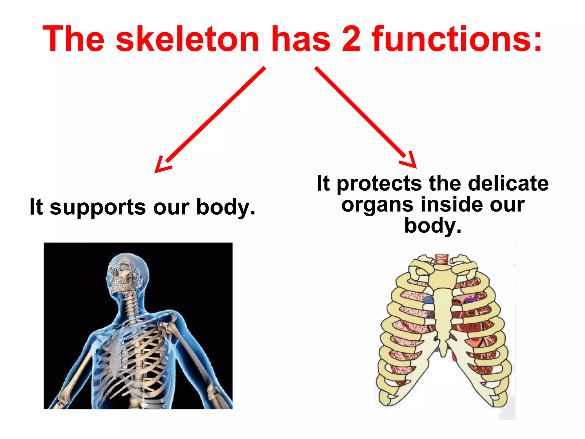 Unit 1 skeleton, joints and muscles | PPT