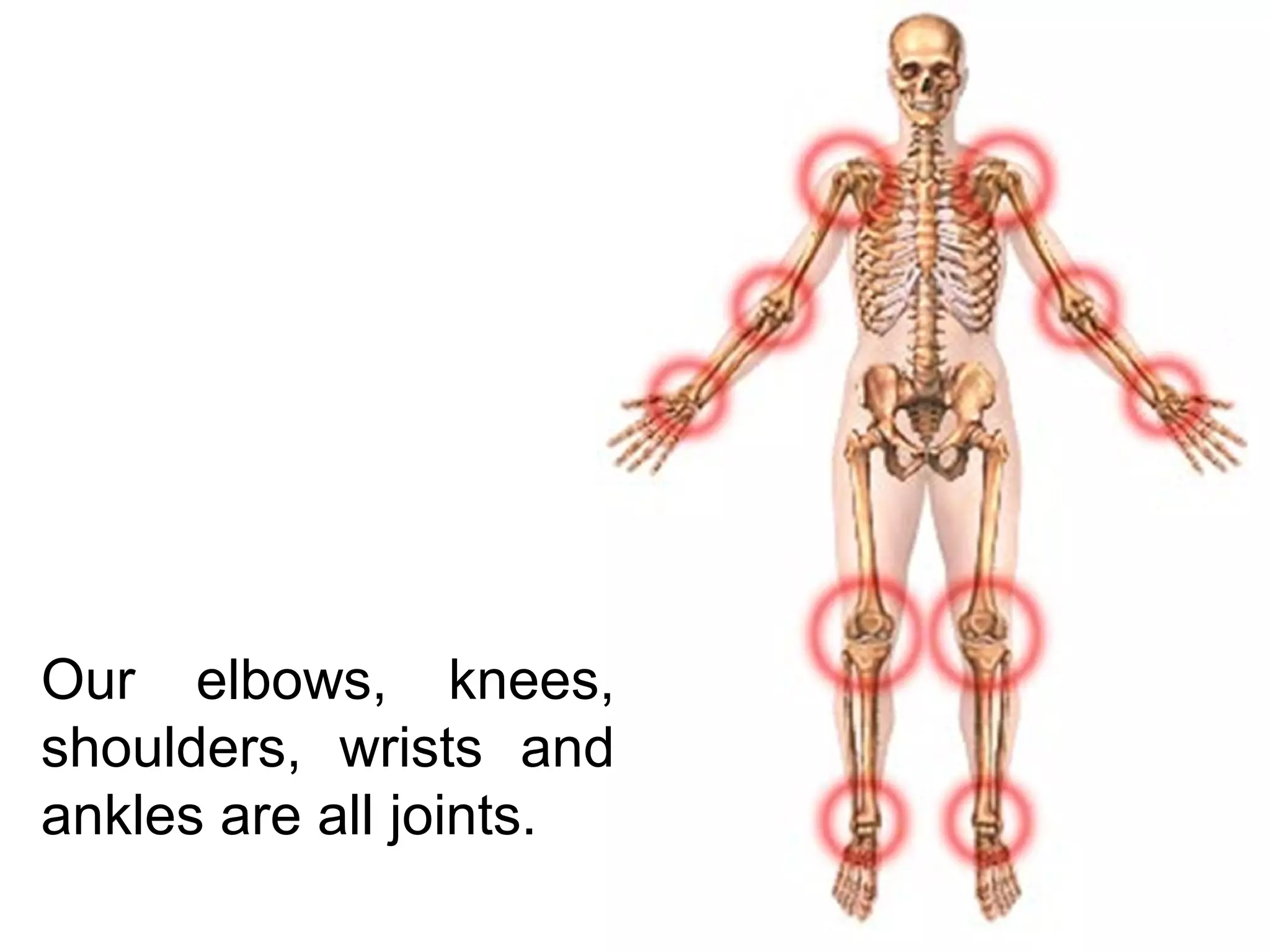 Unit 1 skeleton, joints and muscles | PPT