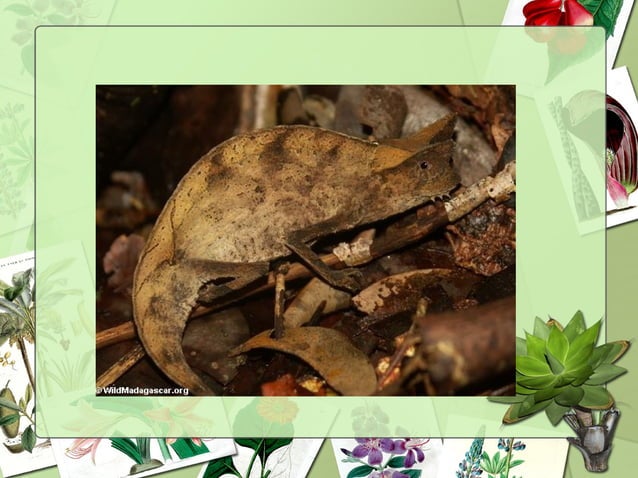 Unit 1 the biosphere populations and interactions | PPT