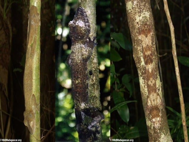 Unit 1 the biosphere populations and interactions | PPT