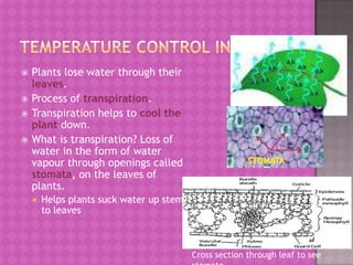 Unit 1 the role of water | PPTX
